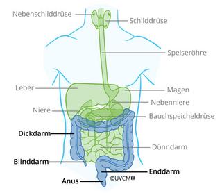 Medizinisches Angebot Darm | Darmzentrum Bern